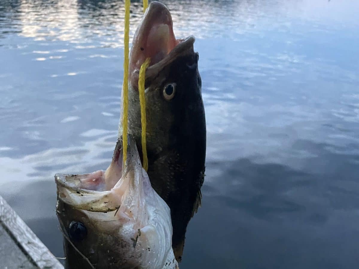 Copywriting is like fishing for clients – you need to use the right ...